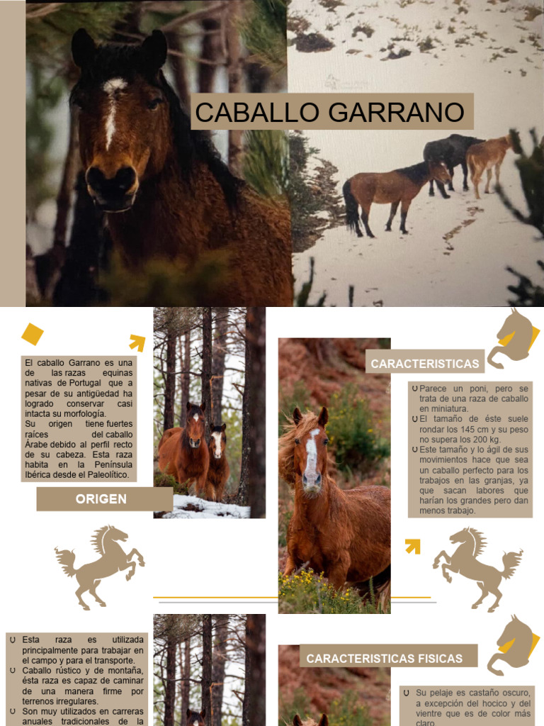 Características del Caballo Garrano | PDF | Caballos | Poni