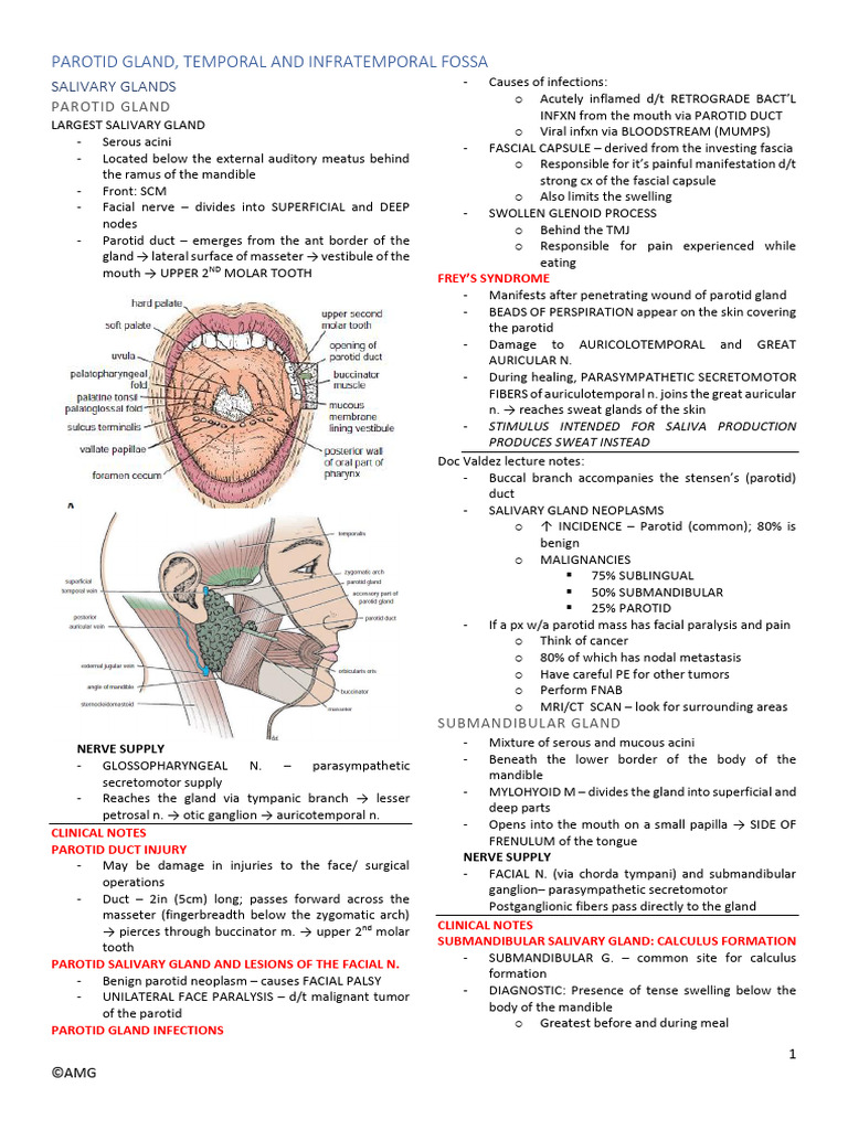 Parotid Gland and Surrounding Anatomy | PDF | Human Anatomy | Human ...