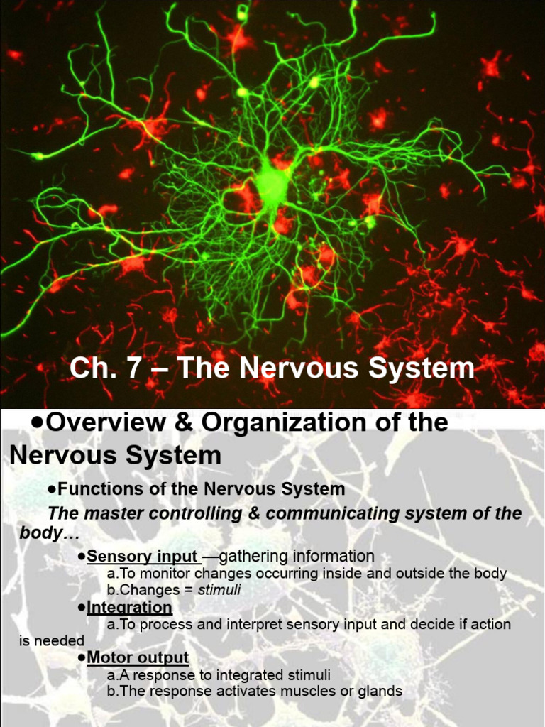 Nervous System Overview and Functions | PDF | Action Potential | Brainstem