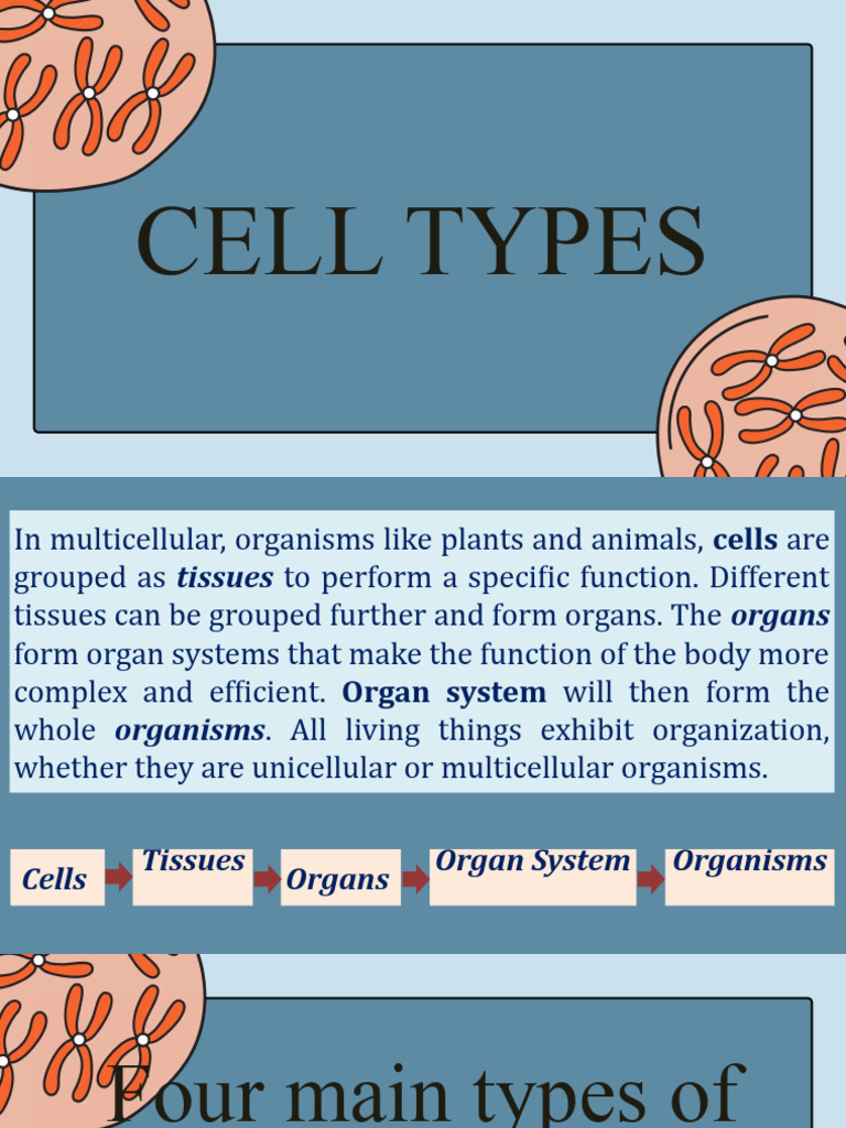 Cell Types Animal Tissues | PDF