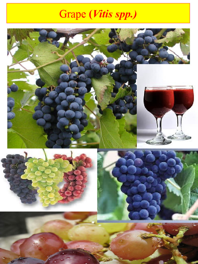 Grape Production | PDF