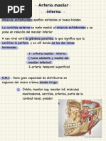 Arteria Maxilar Interna | PDF | Cabeza y cuello humanos | Anatomía humana