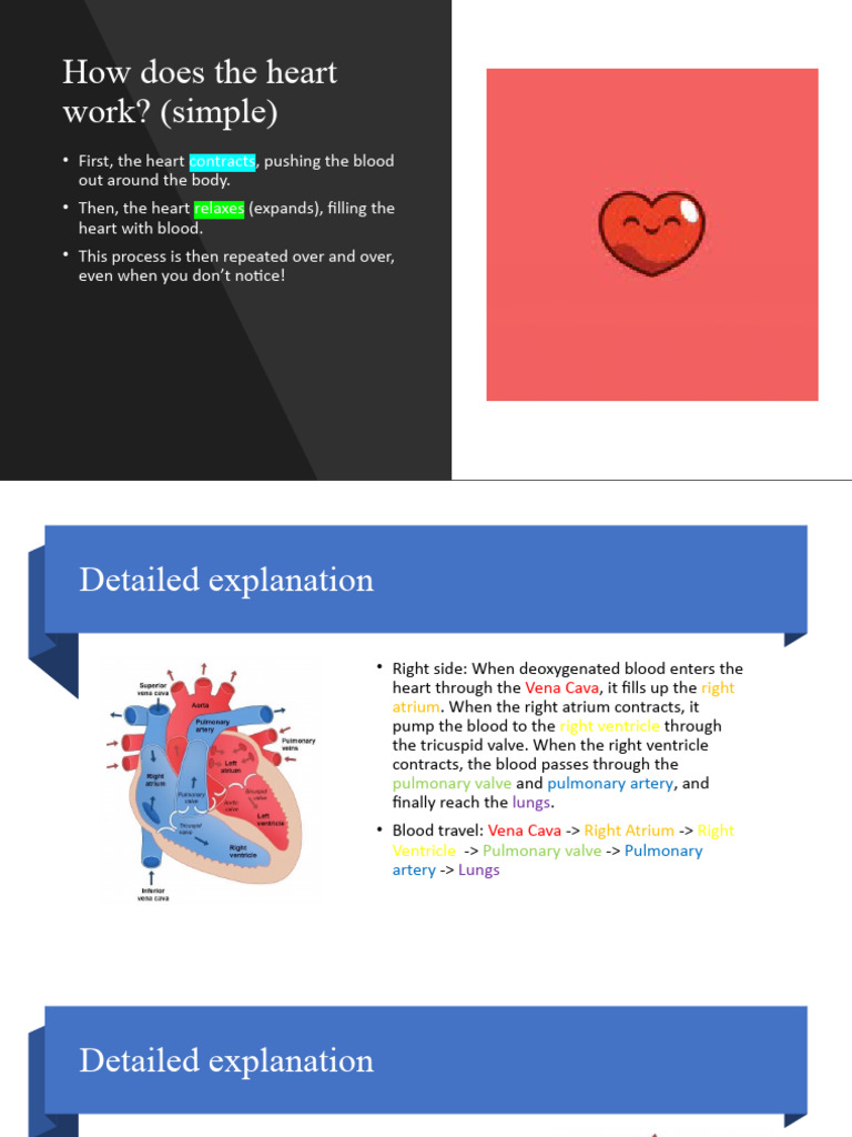 How Heart Works | PDF