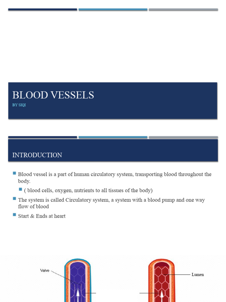 Blood Vessels | PDF | Blood Vessel | Artery