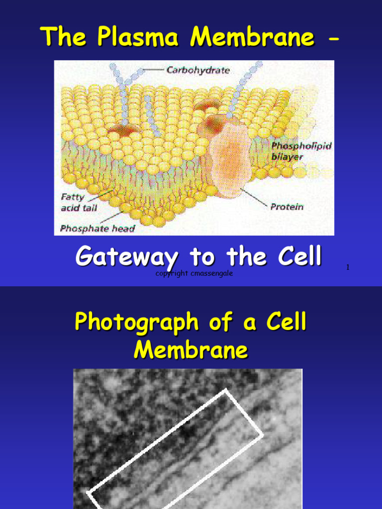 Plasma Membrane | PDF | Cell Membrane | Applied And Interdisciplinary ...