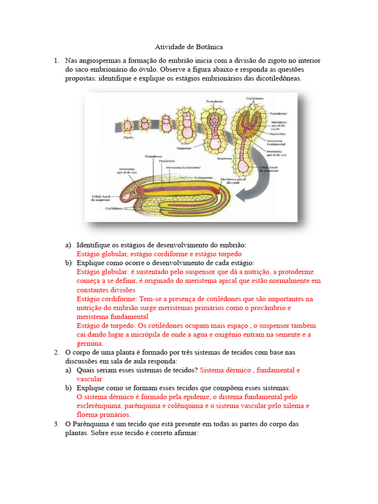 Desenvolvimento do Embrião em Angiospermas | PDF | Raiz | Anatomia