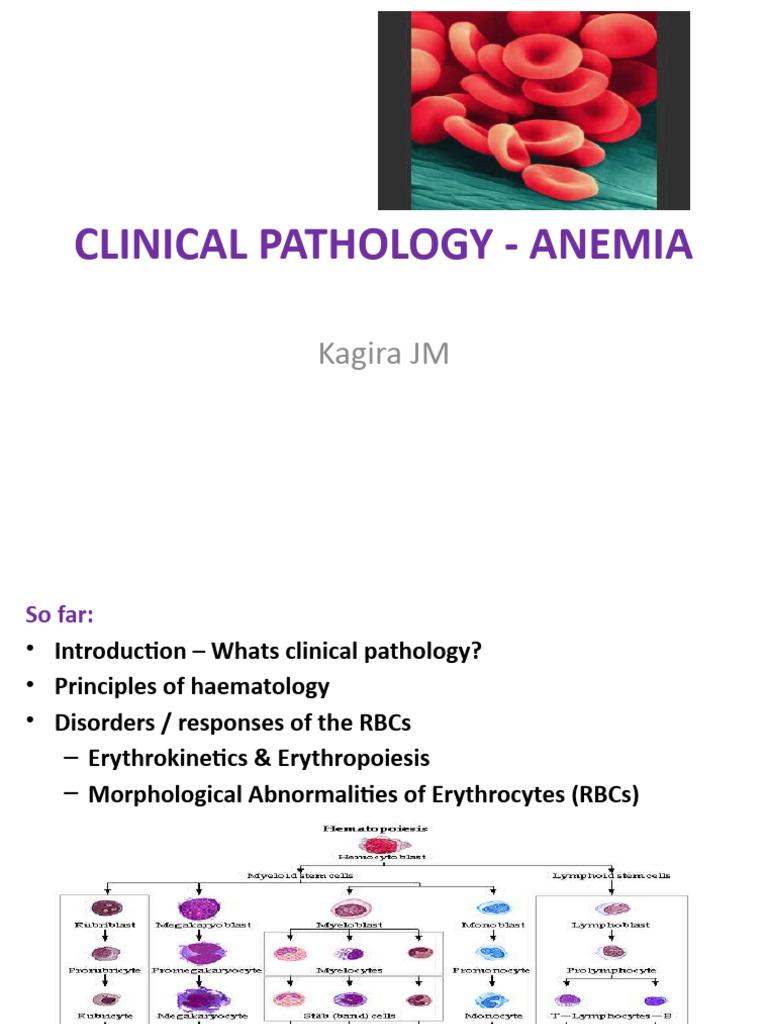 Lecture 2 - Clinical Pathology - Anemia | PDF | Anemia | Red Blood Cell