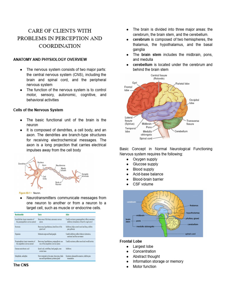 Perception 1 | PDF | Central Nervous System | Stroke