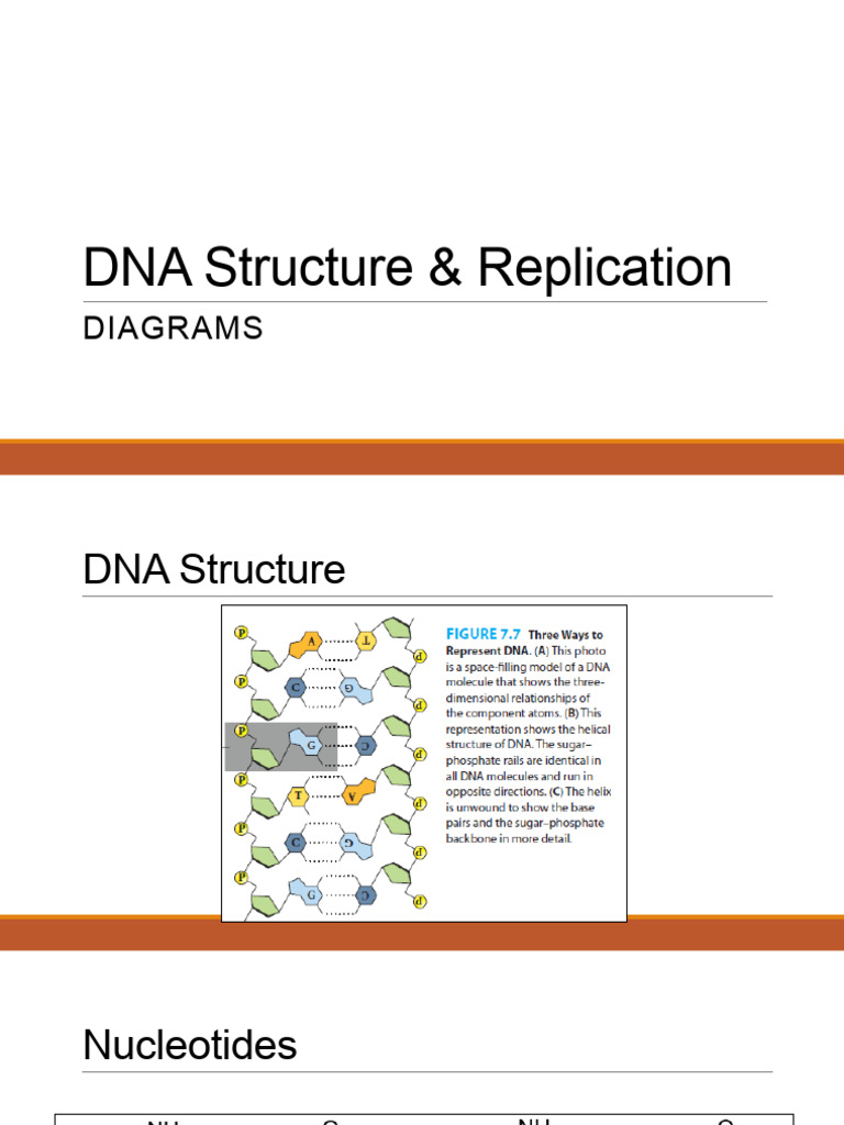 Central Dogma Diagrams | PDF