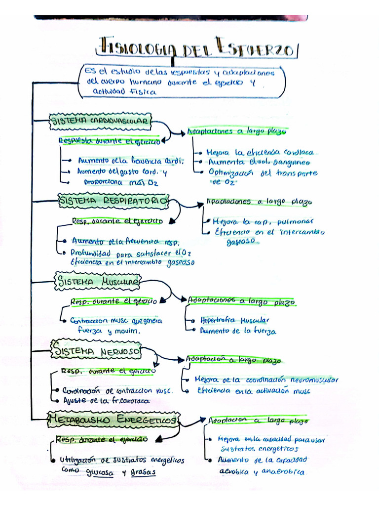 Mapa Conceptual 1 | PDF