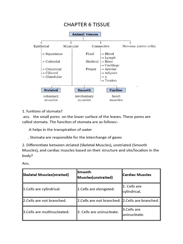 Tissue | PDF | Tissue (Biology) | Epithelium