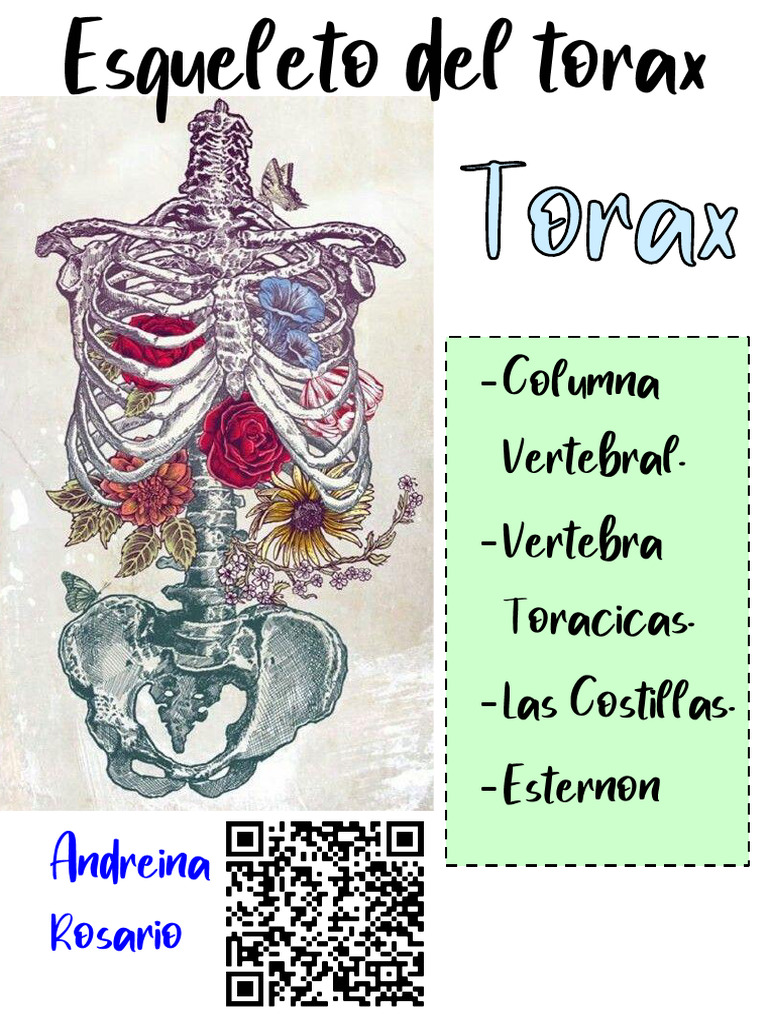Esqueleto Del Tórax | PDF | Tórax | Vértebra