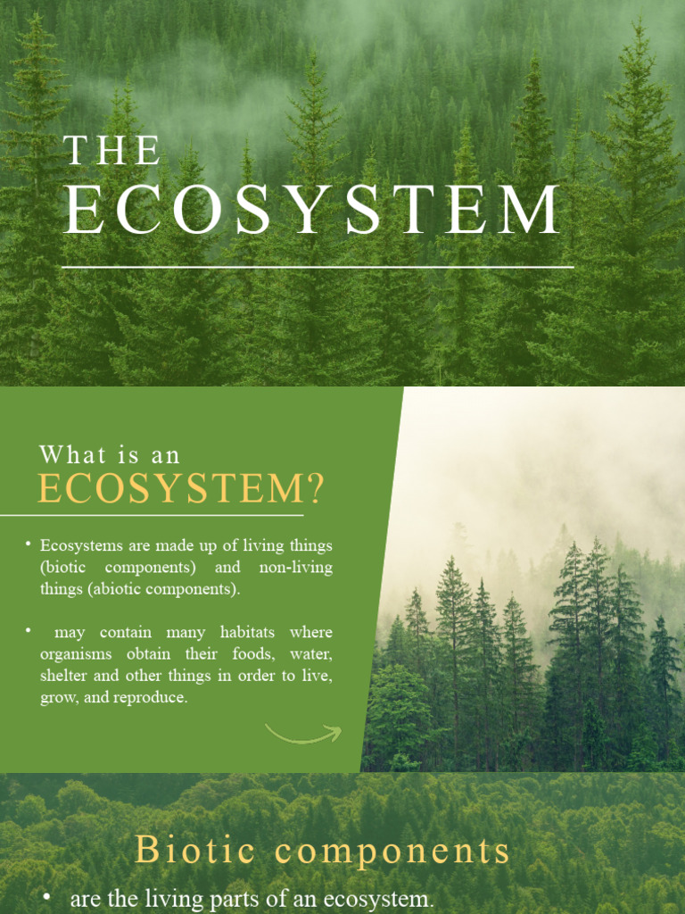 What Is Ecosystem | PDF | Ecosystem | Herbivore