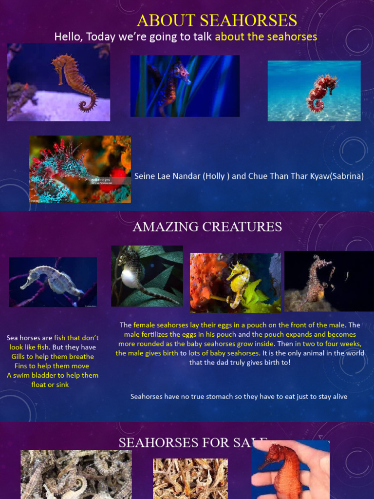 About Seahorses | PDF | Organisms