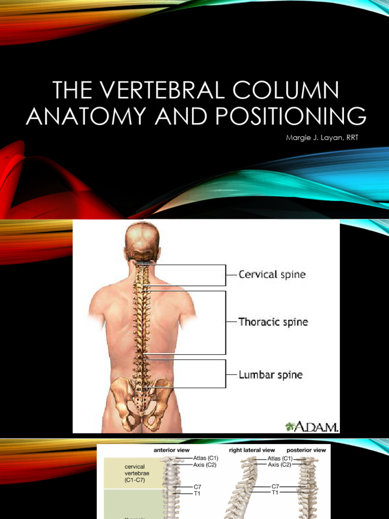 The Vertebral Column Anatomy and Positioning | Download Free PDF ...