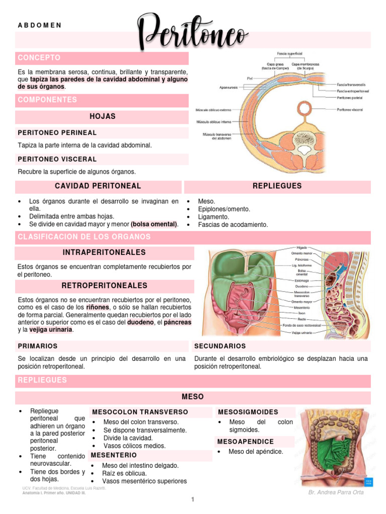 Peritoneo Abdomen (Ap) | PDF | Abdomen | Peritoneo