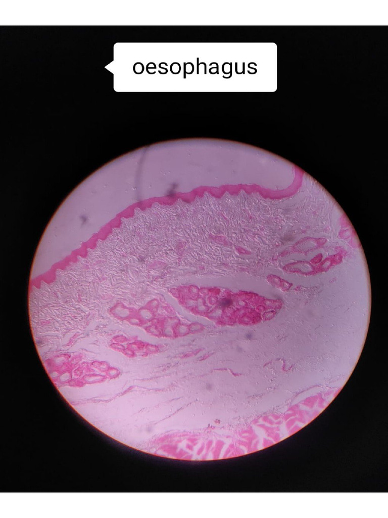 Git Histology Slides | PDF