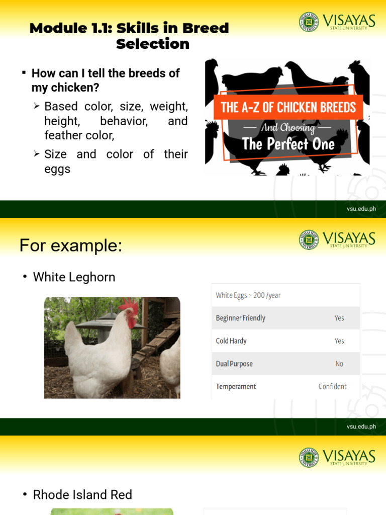 2.B Module 1.1 Breed Selection 2 Oct 2023 | Download Free PDF | Chicken ...