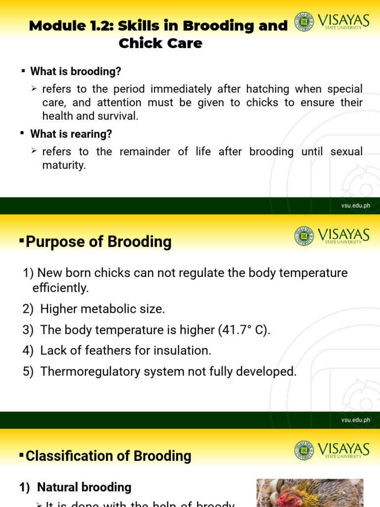 3.B - Module 1.2 - Brooding and Chick Care - 6 Nov 2023 | PDF | Birds