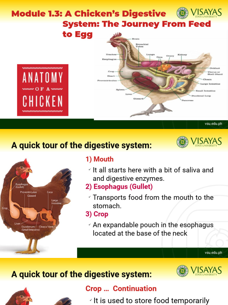 4.B - Module 1.3 - Chicken Digestive System - 9 Nov 2023 | PDF | Human ...