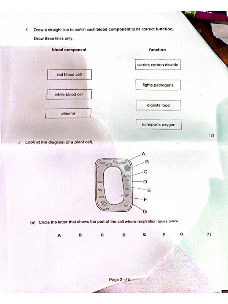 Biology Practise Exam P1 PDF | PDF