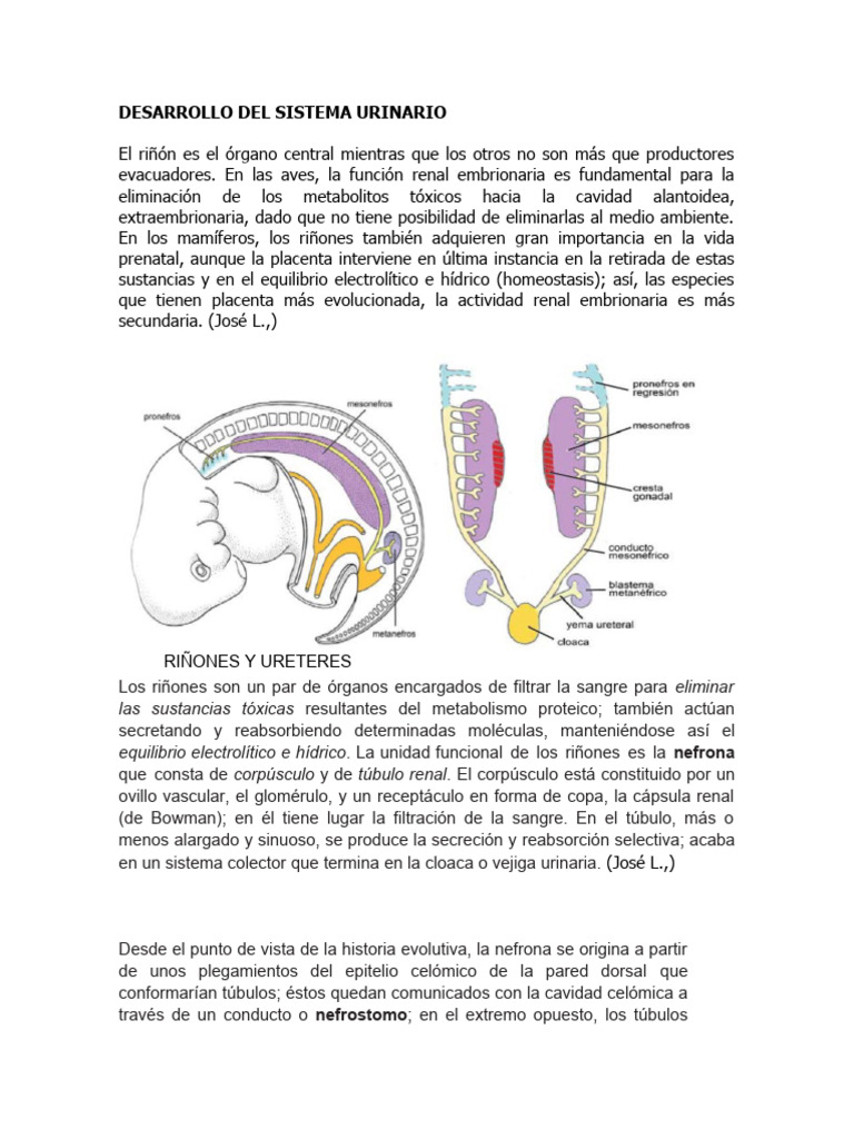 Desarrollo Del Sistema Urinario | PDF | Riñón | Sistema urinario