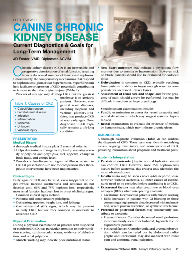 K9 Kidney Disease | PDF | Chronic Kidney Disease | Kidney