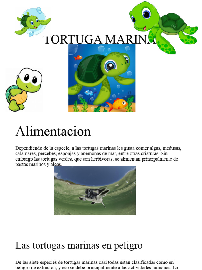 TORTUGA MARINA | PDF | Tortuga marina | Tortuga