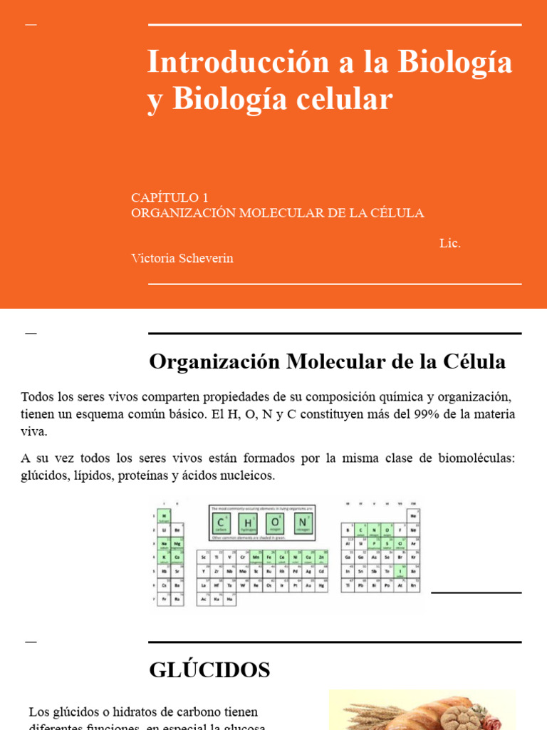 Organización Molecular de La Celula | PDF | Adn | Rna