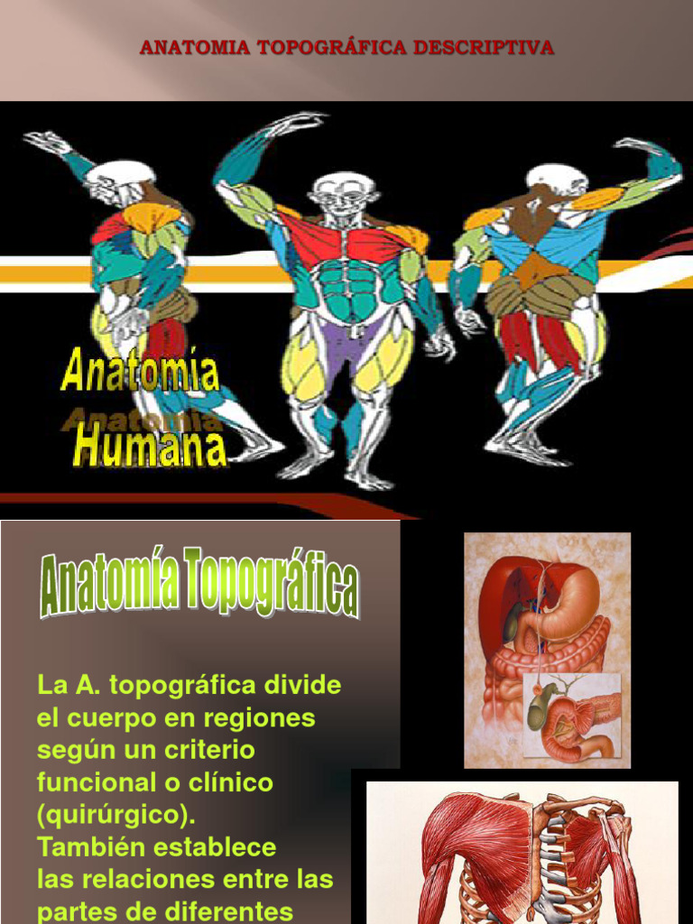 Anatomia Regional | PDF | Abdomen | Tórax