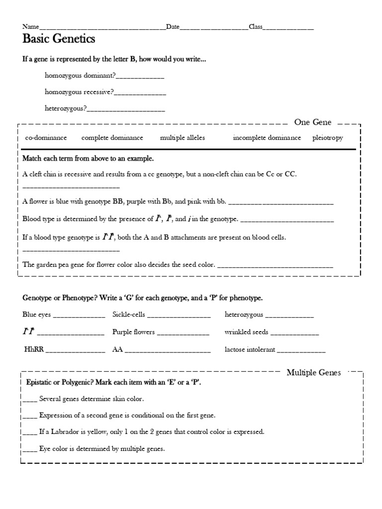 Basic Genetics: One Gene | PDF | Dominance (Genetics) | Genotype