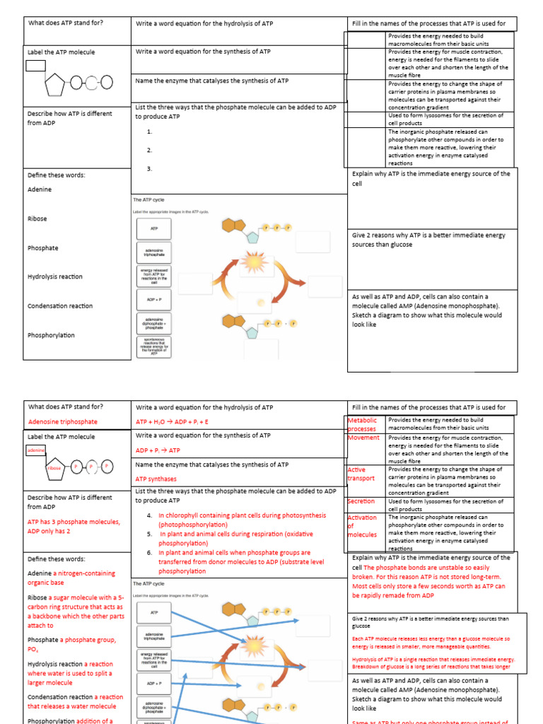 ATP-sheet Worksheet | PDF | Adenosine Triphosphate | Adenosine Diphosphate