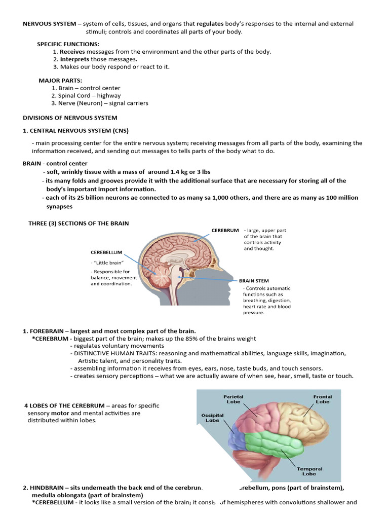 Nervous System Handouts | PDF | Central Nervous System | Nervous System