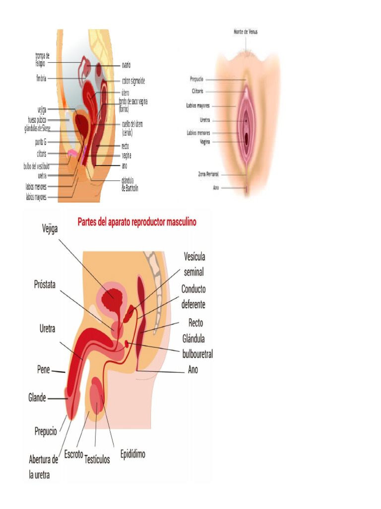 Aparatos Fem - Masc. | PDF