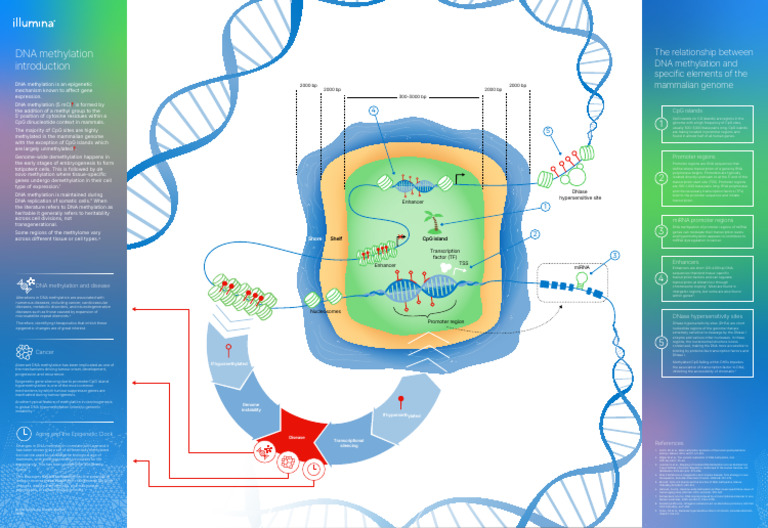 Illumina DNA Methylation Infographic ST9 | PDF | Dna Methylation ...