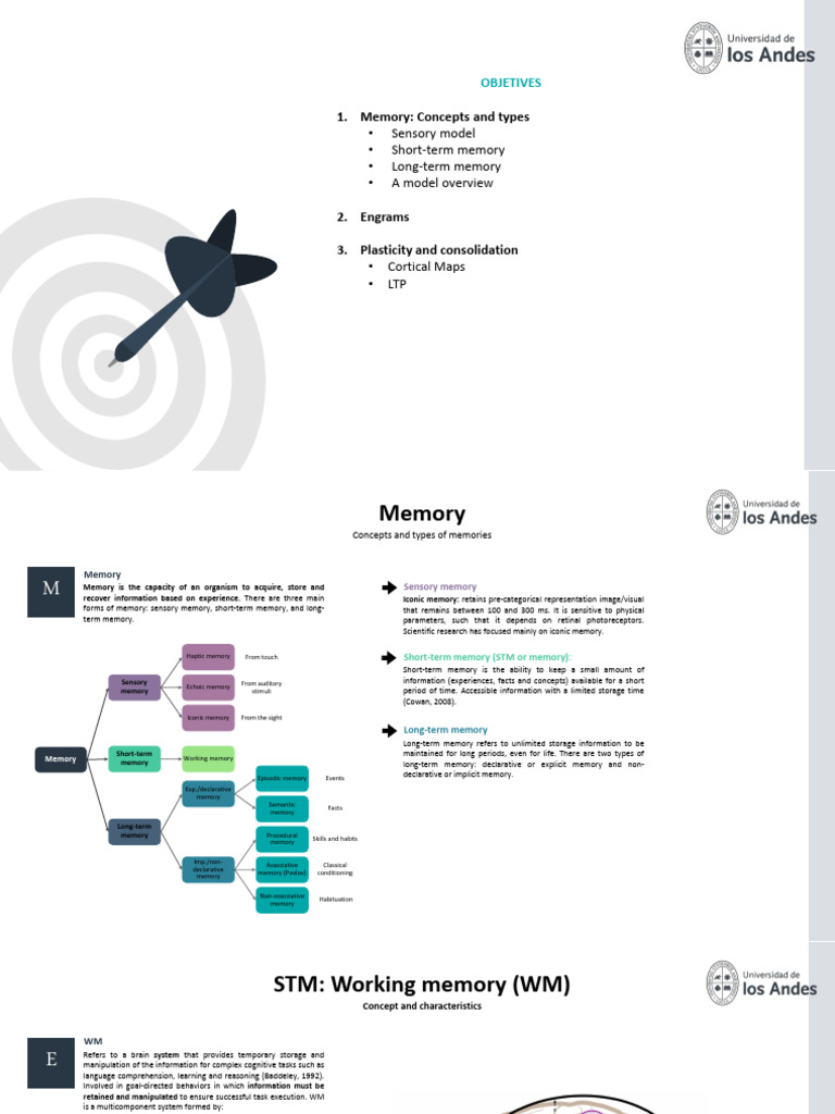 Clase IV Bases Celulares de La Memoria y Plasticidad | PDF | Memory | Synapse