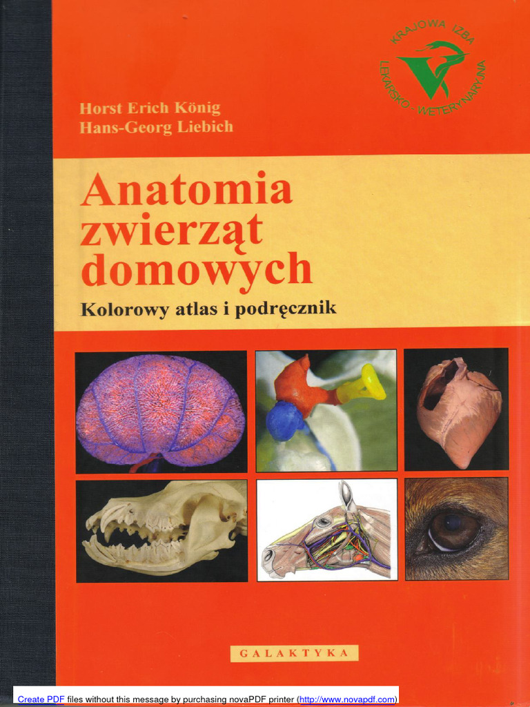 Konig - Anatomia | PDF | Computer File | Graphic Design