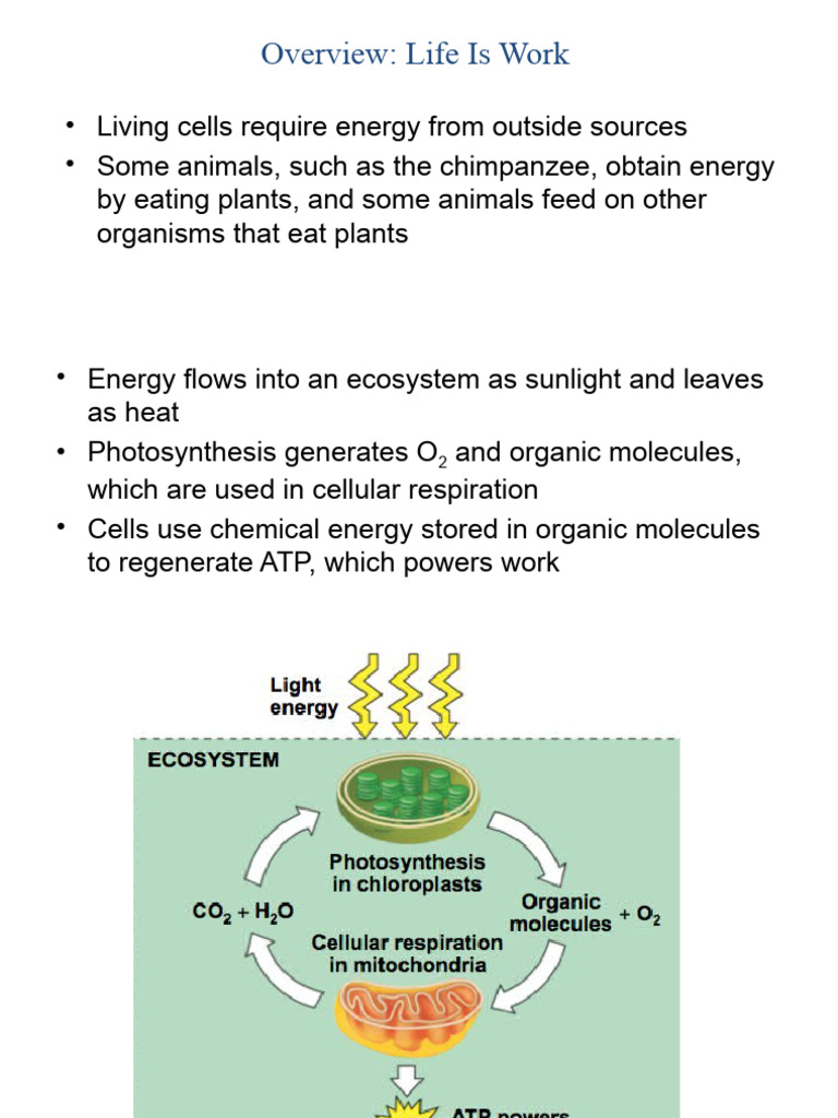 Cellular Respiration Explained | PDF | Cellular Respiration | Glycolysis