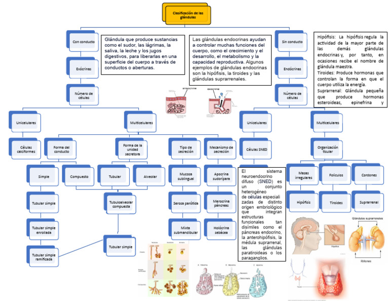 Mapa Mental Glándulas | Descargar gratis PDF | Sistema endocrino | Glándula suprarrenal