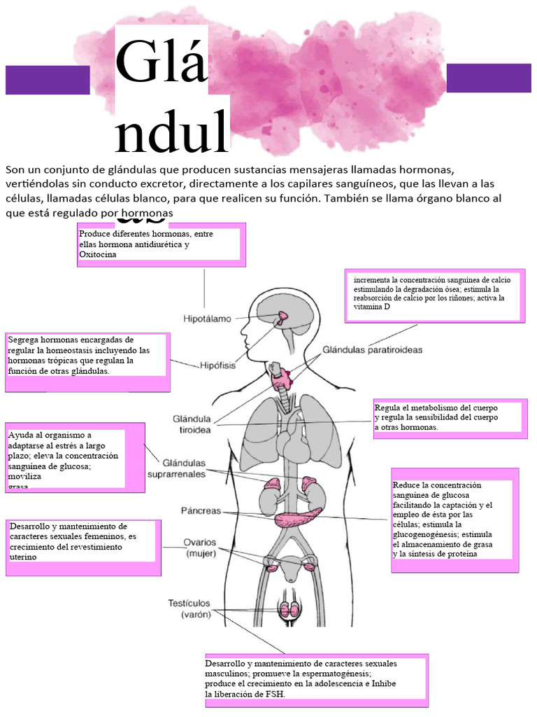 Glandulas | PDF | Hormona | Sangre
