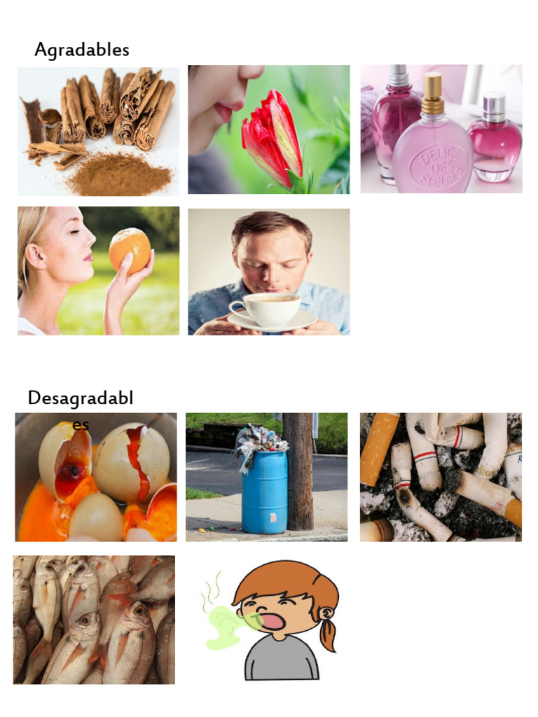 Olores Agradables y Desagradables | PDF