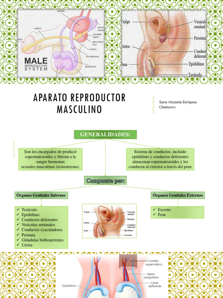 Partes del Escroto Masculino | PDF | Testículo | Próstata