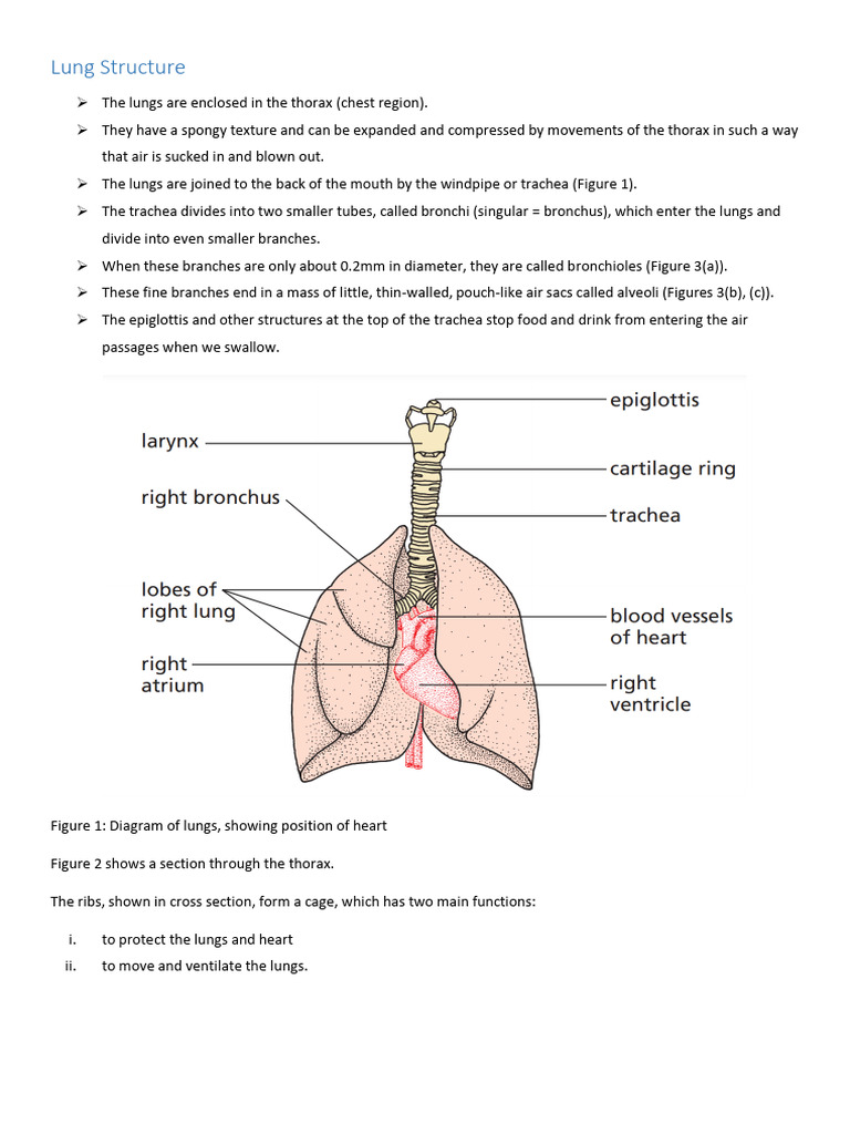 Lung Structure and Gaseous Exchange | PDF | Lung | Breathing
