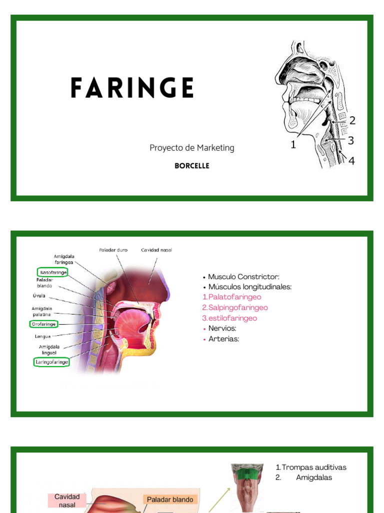 FARINGE | PDF | Cabeza y cuello humanos | Anatomía humana