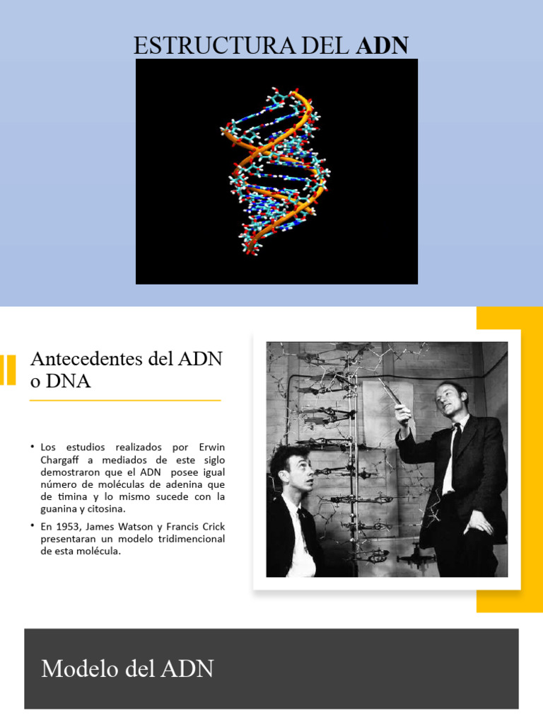 Adn, Arn, Codigo Genetico, Traduccion | Descargar gratis PDF | Rna | Adn