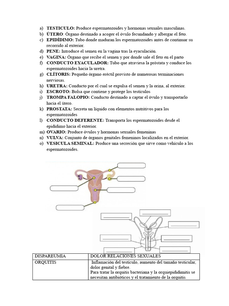 Ficha Genital Pdf La Sexualidad Humana Ciclo Menstrual