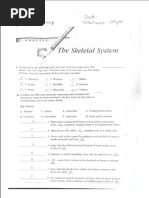 The Skeletal System Answer Key | PDF