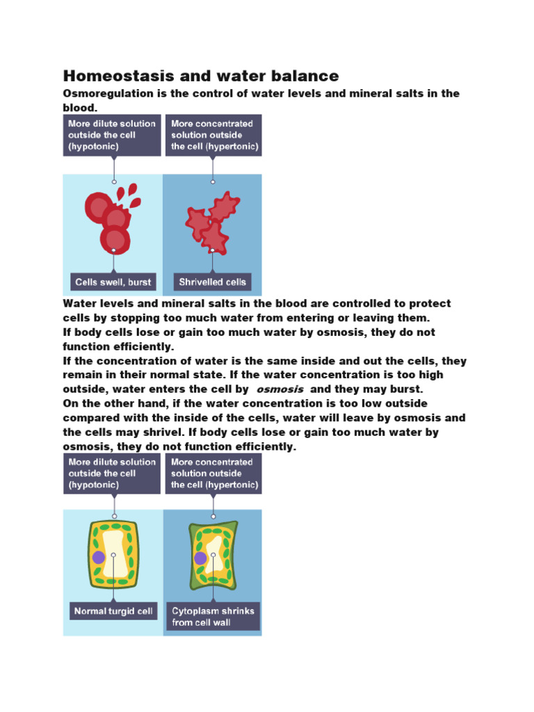 Homeostasis and Water Balance in Cells | PDF