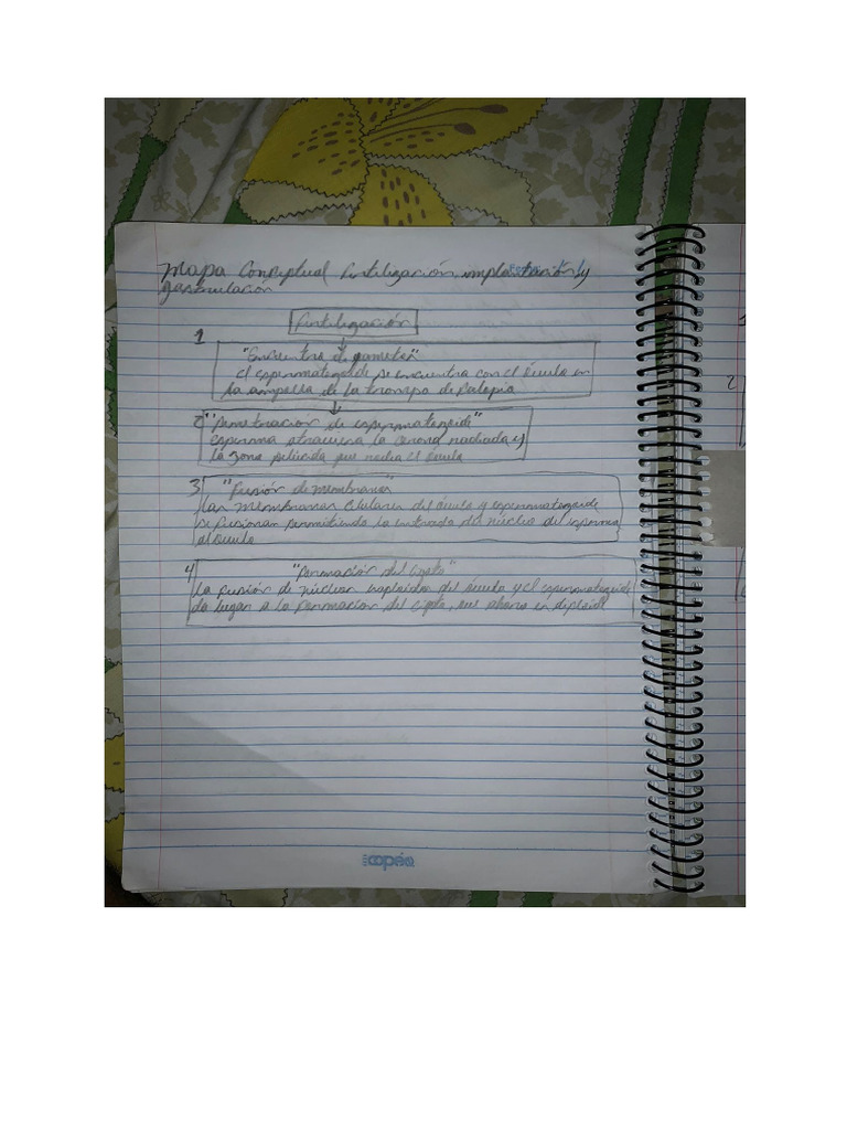 Mapa Conceptual Embrio. | PDF