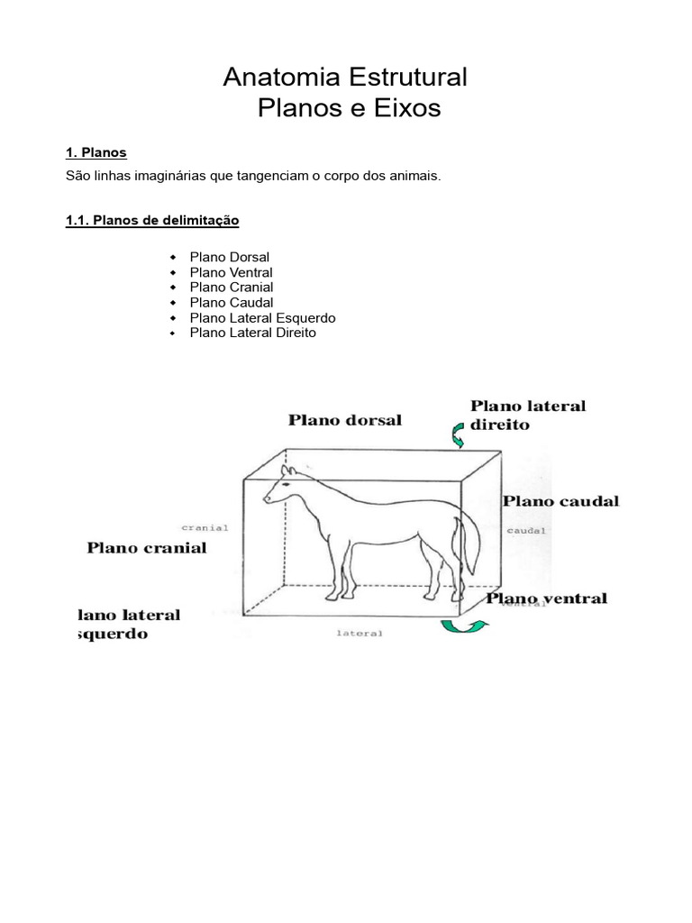 Anatomia Estrutural - Planos e Eixos | PDF